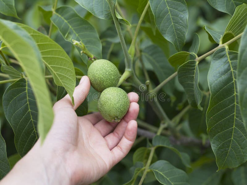 Green Nuts on Walnut Tree - Edible Fruit of Juglans Regia, Covered in ...