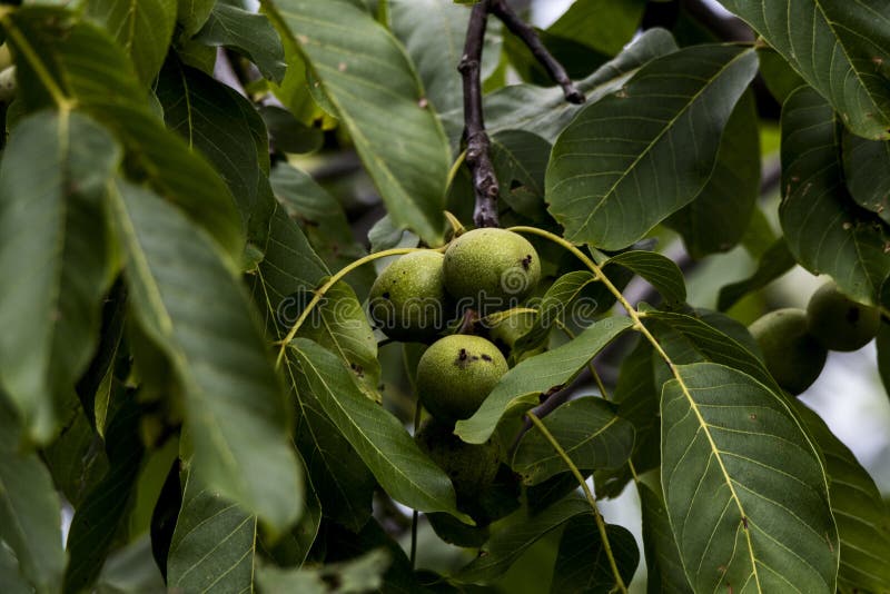 Walnuts green at Novaci 3 stock image. Image of himalayas - 237847641