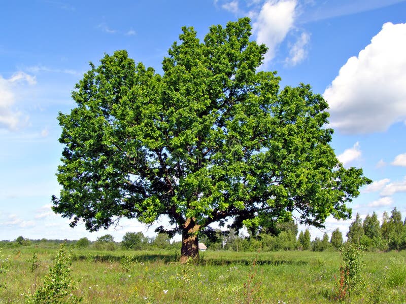 Green oak stock photo. Image of empty, natural, herb - 11176522