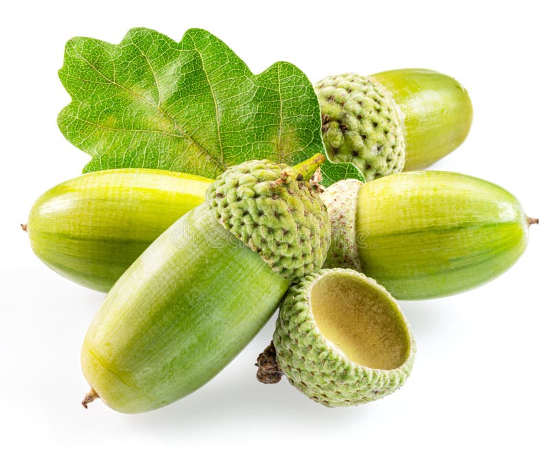 Green Oak Acorns with Oak Leaves Isolated on White Background Stock ...