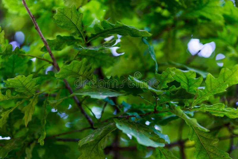 Green oak foliage stock photo. Image of organic, beauty - 127972750