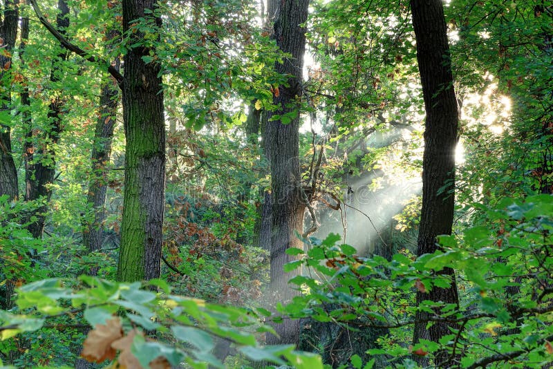 Green oak forest stock photo. Image of natural, soft - 231735262