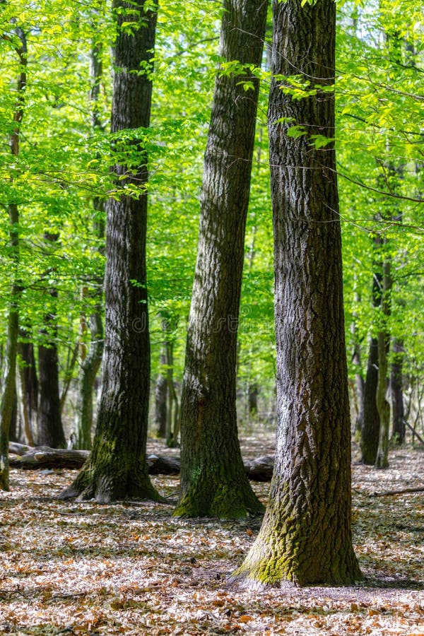 Green Oak Forest in Spring Time Stock Image - Image of plant, leaf ...