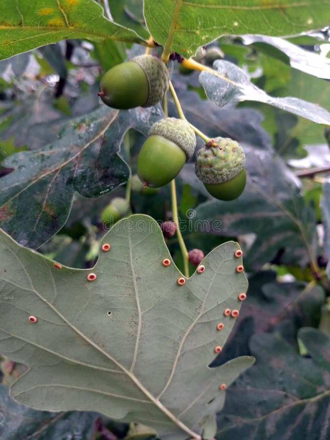 Green Oak Fruit on Green Foliage Background Stock Image - Image of ...