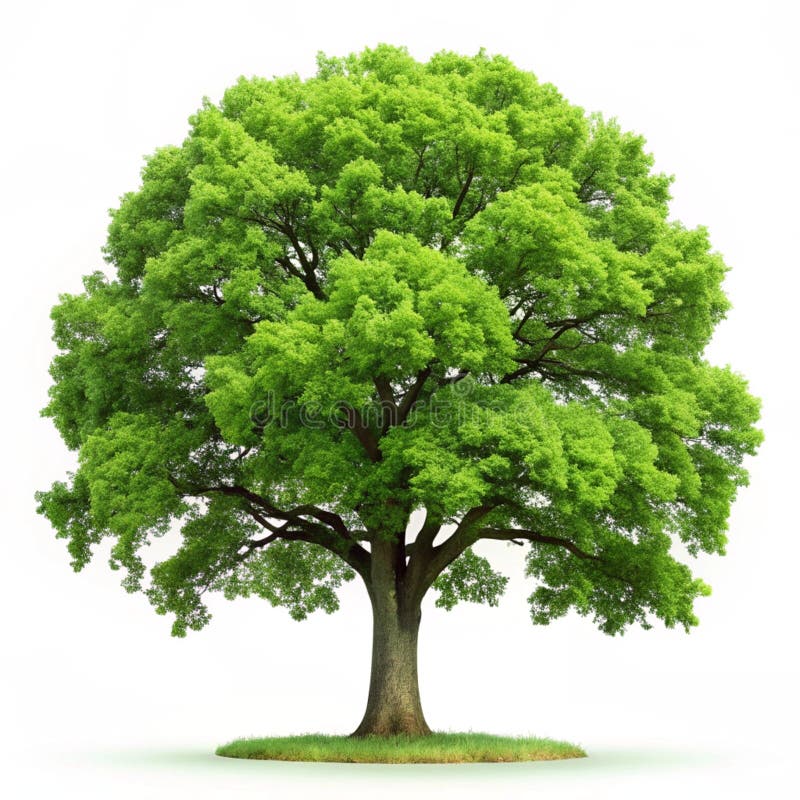 Green Oak Isolated on White Background Stock Illustration ...