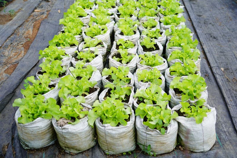 Green Oak or Lactuca Sativa Grown in the Fields Stock Photo - Image of ...