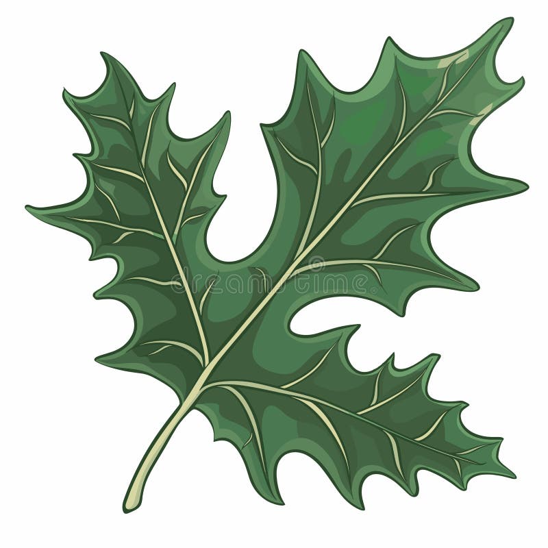 Green Oak Leaf With Distinct Lobes And Vein Patterns From A North
