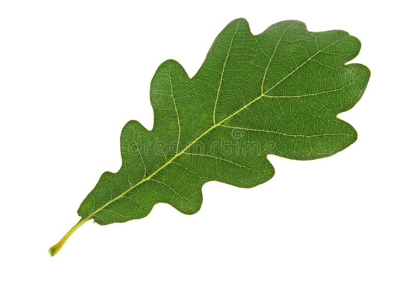 Green Oak Leaf Isolated on White Background Stock Photo - Image of leaf ...