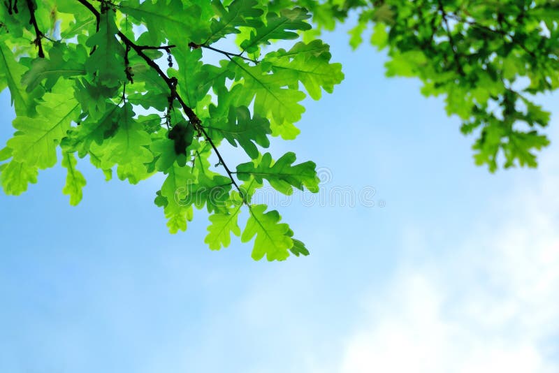 Green oak leaves stock image. Image of environment, nature - 14738327