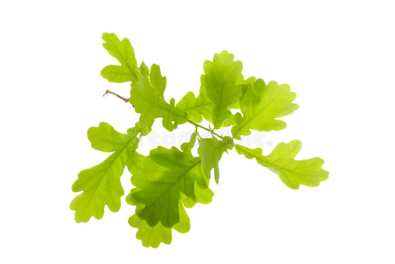 Green oak leaves stock image. Image of single, nature - 19535593