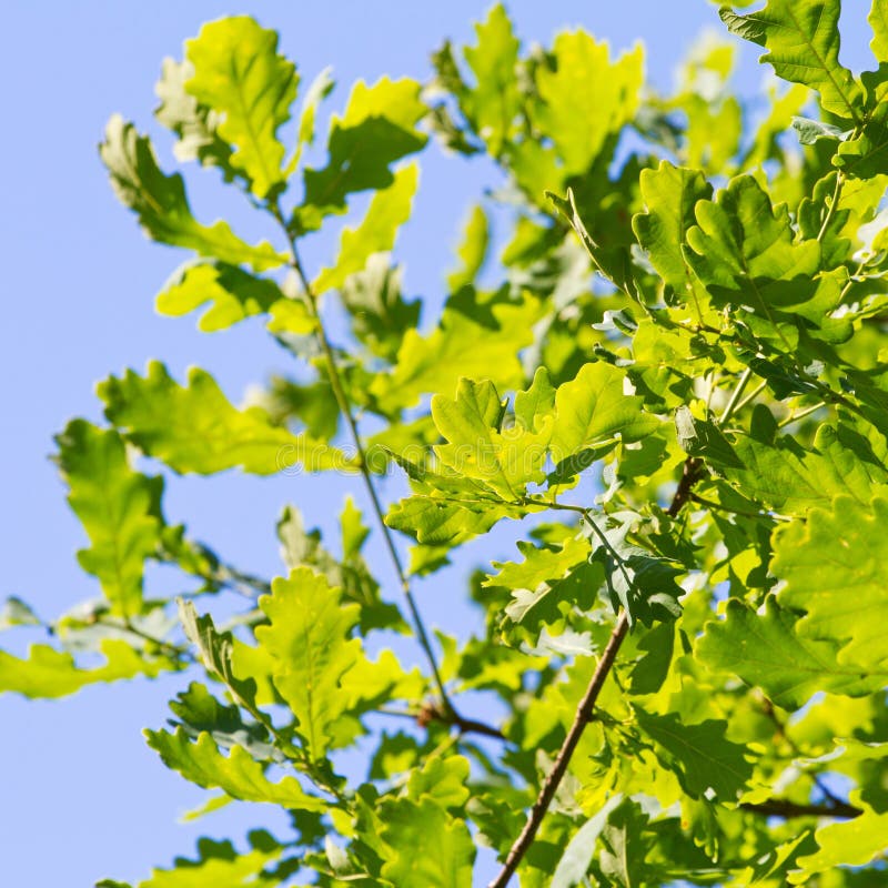 Green oak leaves stock image. Image of forest, branch - 20412021