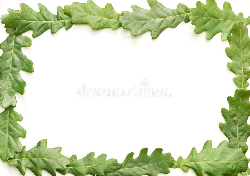 Green Oak Leaves Arranged in Rectangular Frame on White Background ...