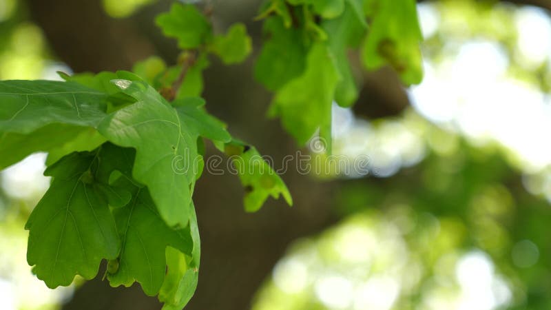 Green Oak Leaves on a Branch. Oak Forest. Tree in the Park in Summer ...