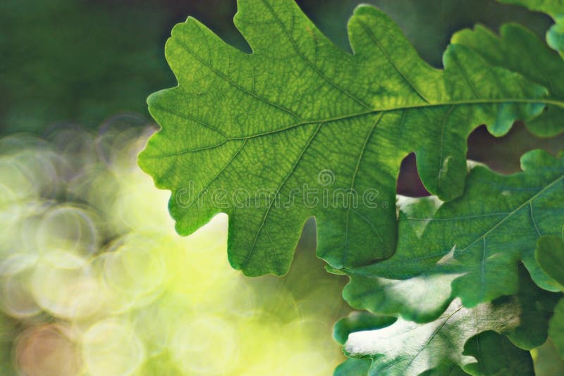 Green oak leaves stock photo. Image of growth, beautiful - 55027796