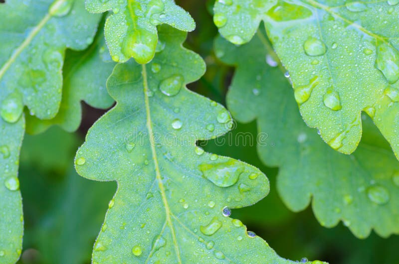 Green oak leaves stock photo. Image of flora, leaf, raindrops - 41414802