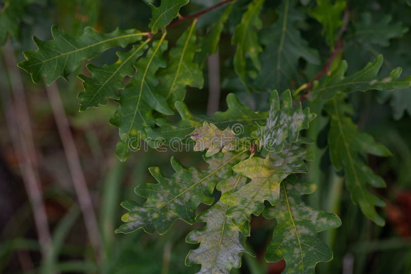 Green oak leaves close up stock photo. Image of green - 194228370