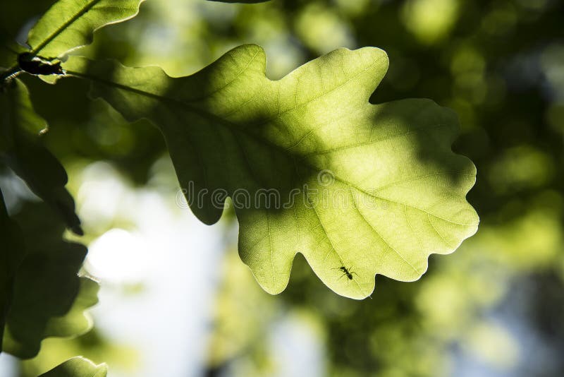 Green oak leaves stock photo. Image of botany, botanical - 54269018