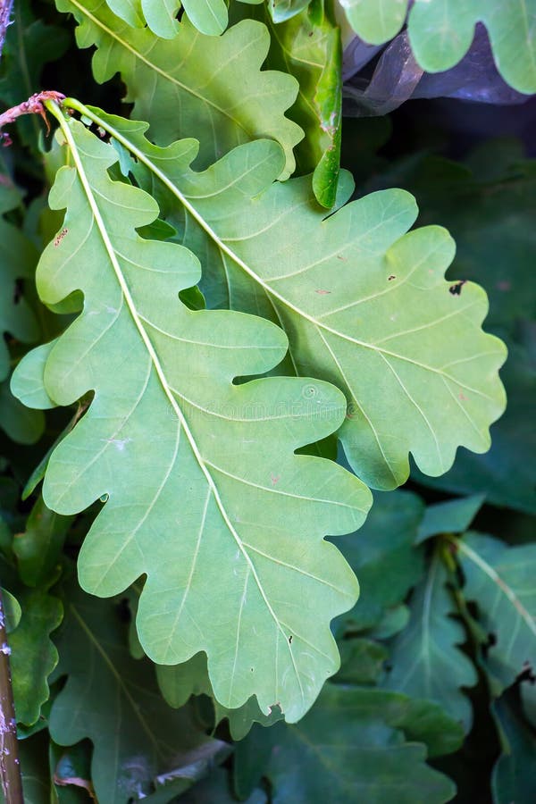 Green oak leaves stock image. Image of outdoor, foliage - 95636421