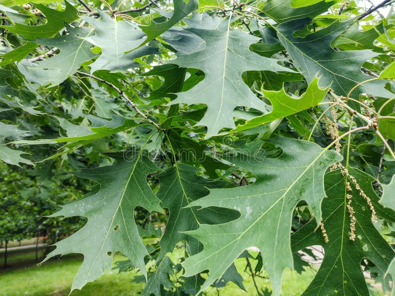Green oak leaves. Oak tree stock image. Image of leaf - 319206667