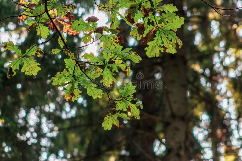 Green oak leaves on a tree stock photo. Image of forest - 186881360
