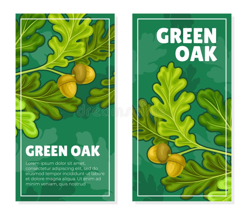Green Oak Nature Banner Design with Tree Branch and Acorn Vector ...