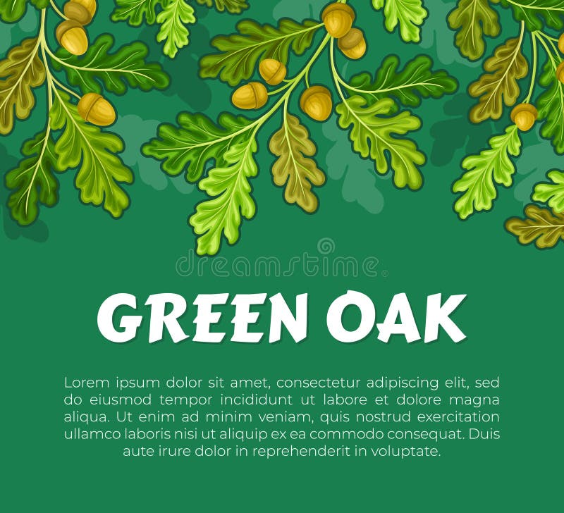 Green Oak Nature Banner Design with Tree Branch and Acorn Vector ...