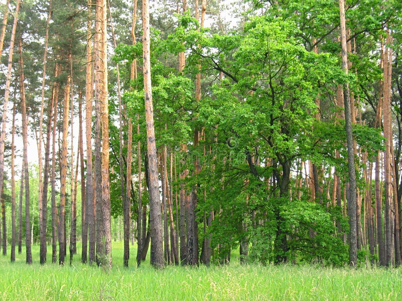 Green Oak in a Pine Forest in Spring Stock Image - Image of nature ...