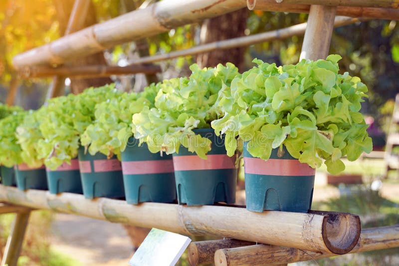 Green Oak Pots are Arranged in a Long Row on a Bamboo Stand Stock Photo ...