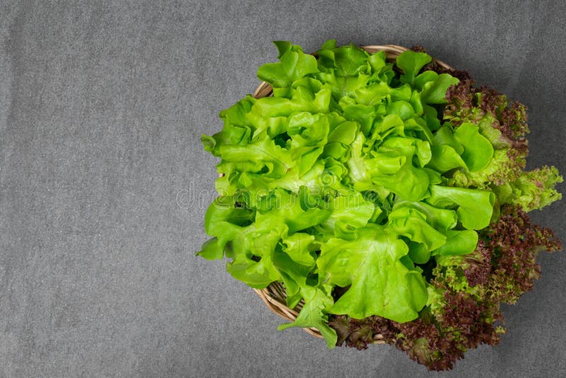 Green Oak and Red Oak in Basket on Concrete Table Stock Photo - Image ...