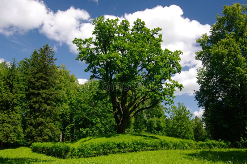 Green oak tree. stock image. Image of sunlight, urban - 11528425