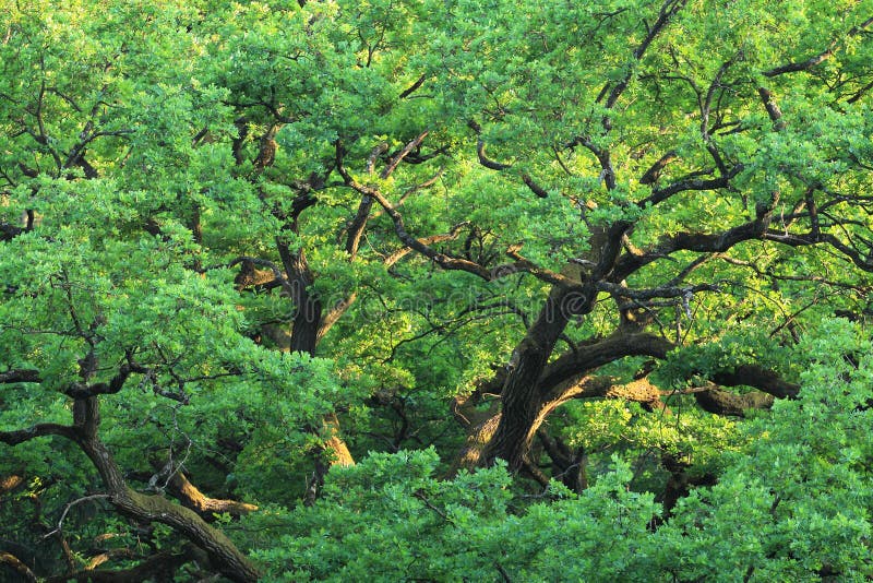 Green oak tree. stock photo. Image of environment, lush - 25395422