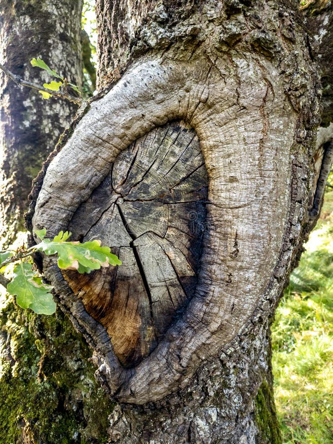 Green Oak Tree in County Donegal - Ireland Stock Photo - Image of ...