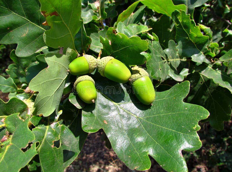 Green Oak Tree in Early June Stock Image - Image of natural, fall: 80164717