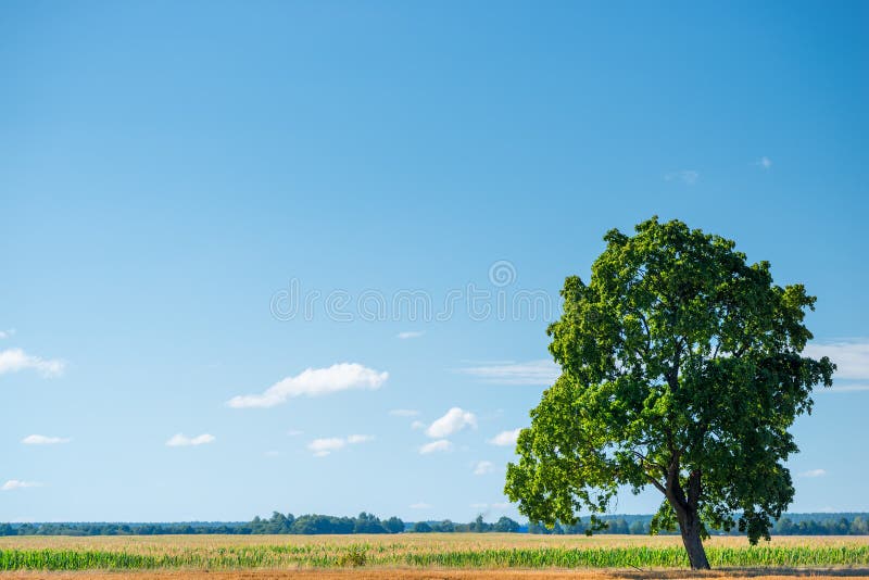 Green oak tree in a field stock photo. Image of scenery - 67775540