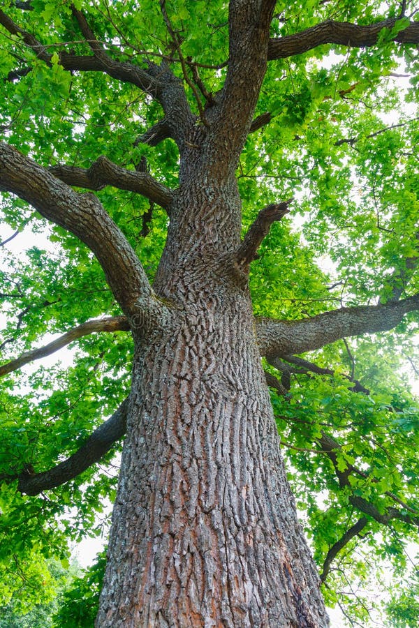 Peaceful tree stock image. Image of summer, spiritual - 14352949