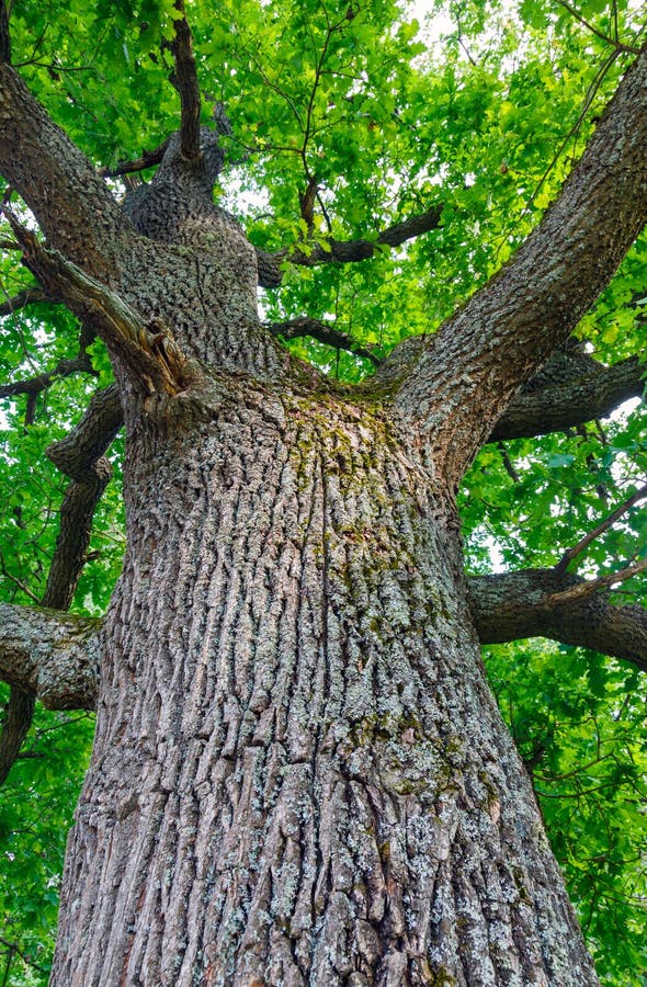 Green oak tree stock photo. Image of twig, color, summer - 34480730