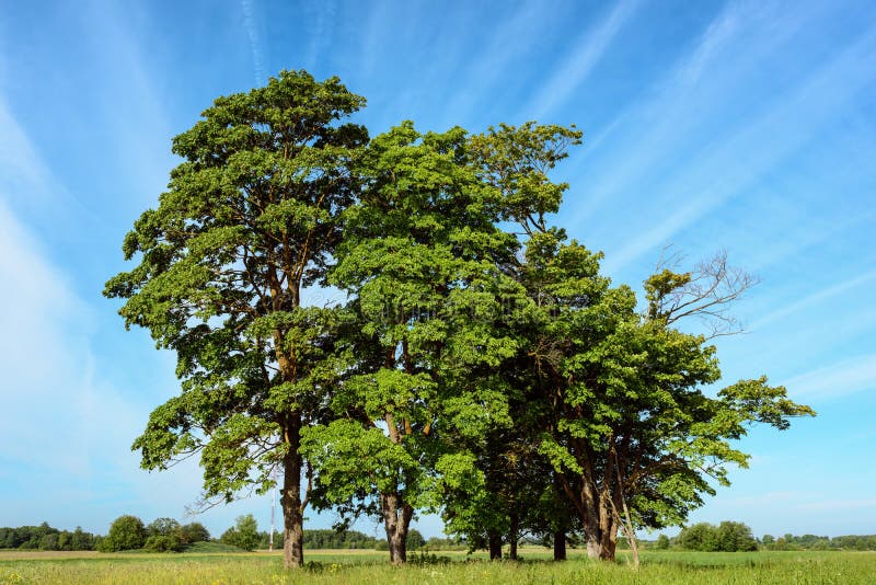 Green oak trees stock image. Image of foliage, rural - 79511703