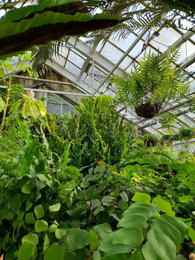 Green Oasis in the Botanical Garden Green Plants Stock Photo - Image of ...