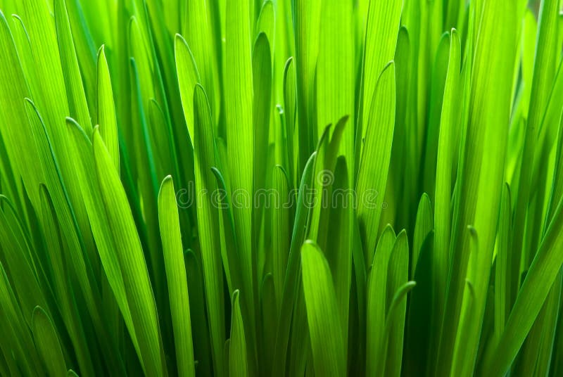 Green oat stock image. Image of sprought, clean, growth - 17463901