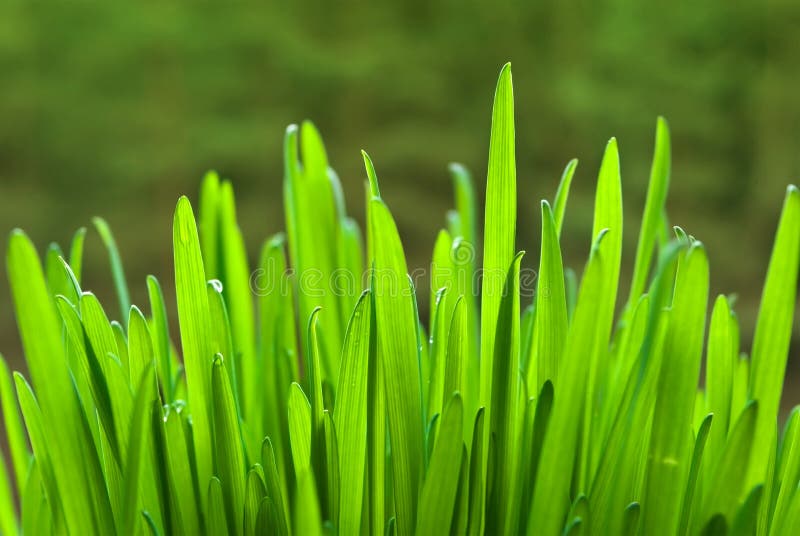 Green oat stock image. Image of garden, avena, clean - 17935989