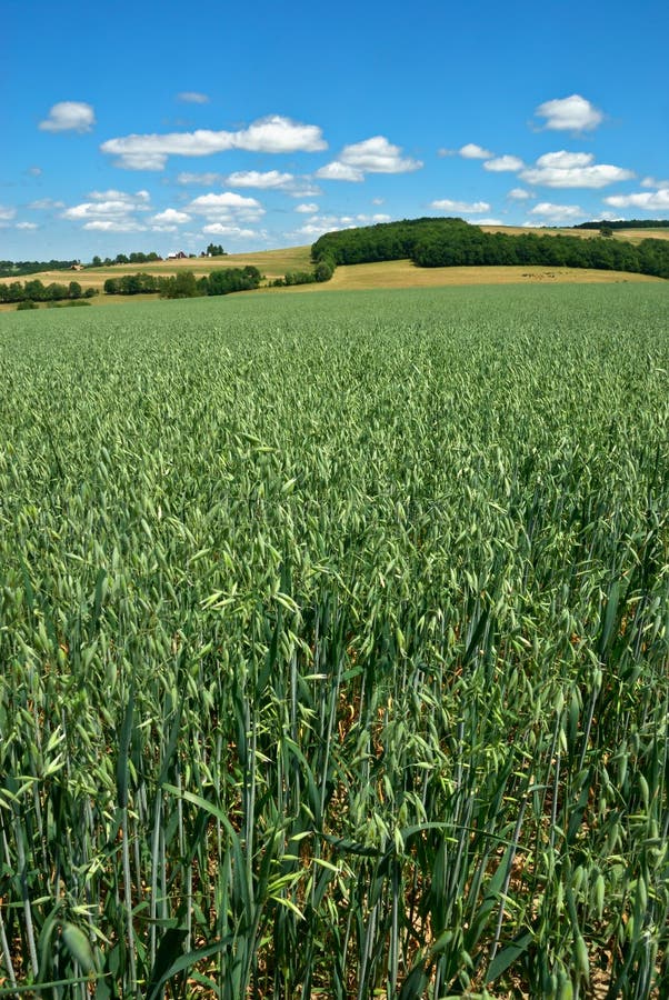 Green Oat Field stock photo. Image of farmland, rural - 4855252
