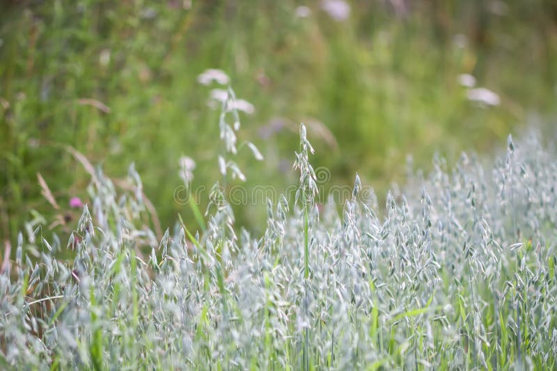 Green Oat Grow on Cultivated Farm Field Stock Photo - Image of ...