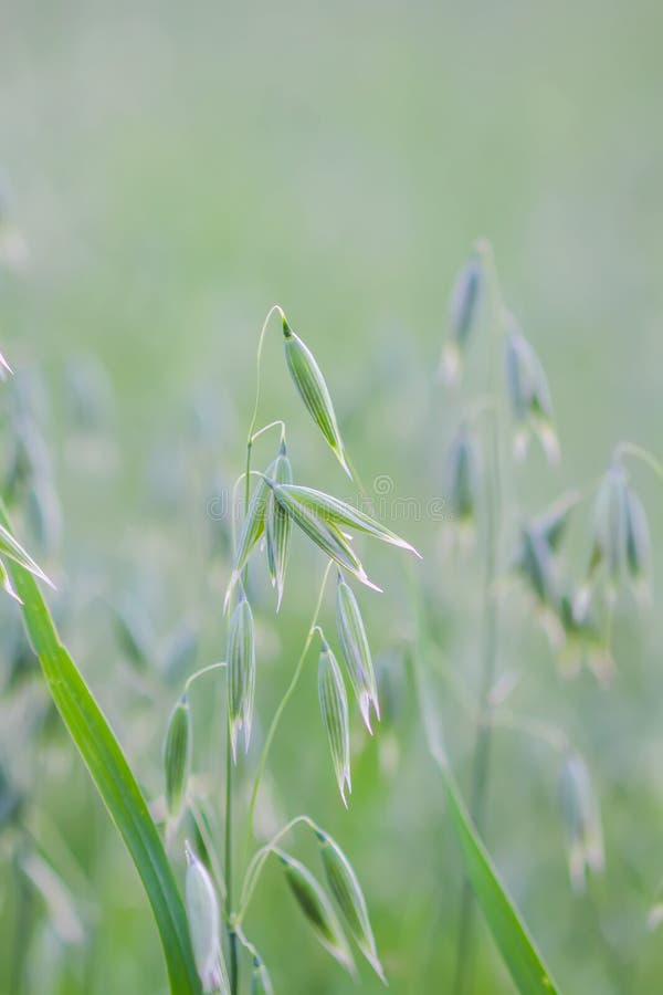 Green Oat Grow on Cultivated Farm Field Stock Image - Image of straw ...