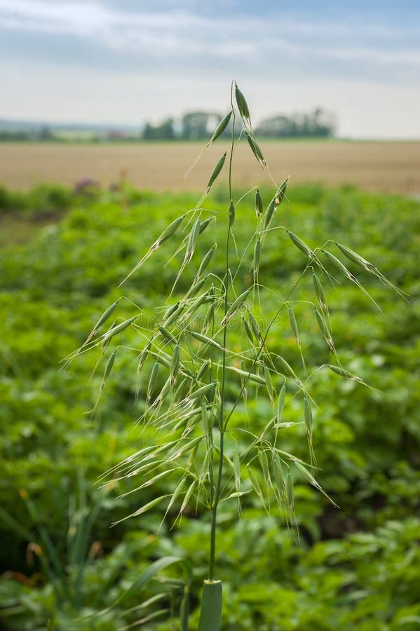 Green oat plant close-up stock photo. Image of lifestyle - 309220306