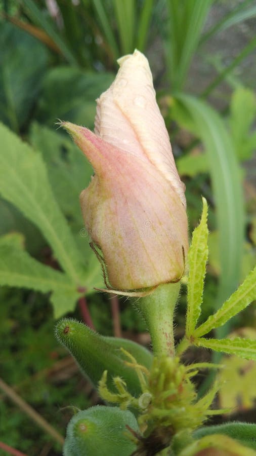 Green Okra Flower Buds from the Side Stock Photo - Image of nature ...