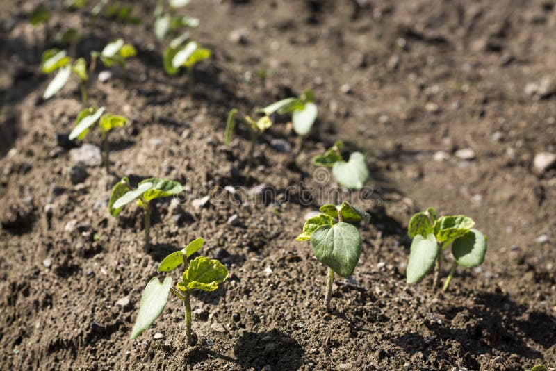 Green okra sprouts stock photo. Image of shoot, leaf - 123501166