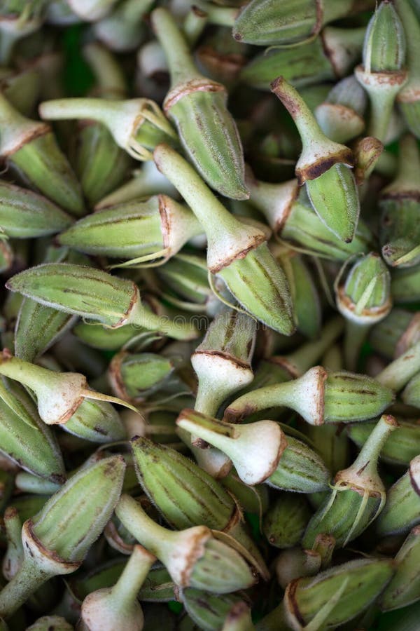 Green Okra Texture Background Stock Photo - Image of lunch, farmer ...