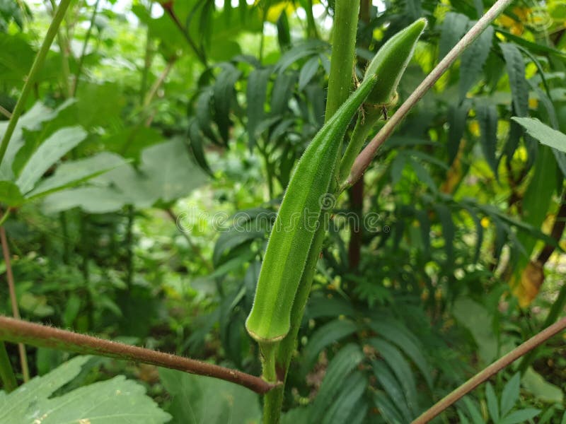 Green okra on the tree stock photo. Image of harvest - 194104514