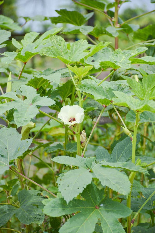 Green Okra tree stock photo. Image of vegetable, leaves - 78900596