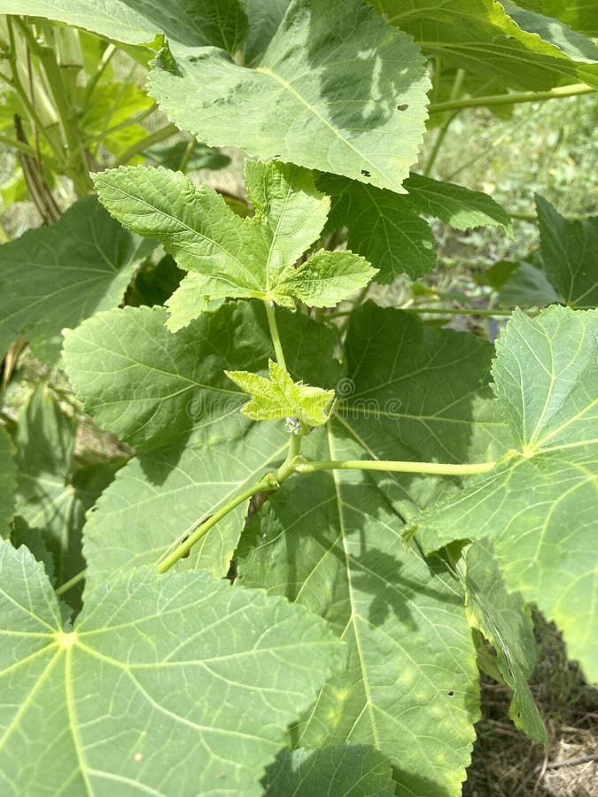 Green Okra Tree in Vegetable Garden Stock Photo - Image of spring ...